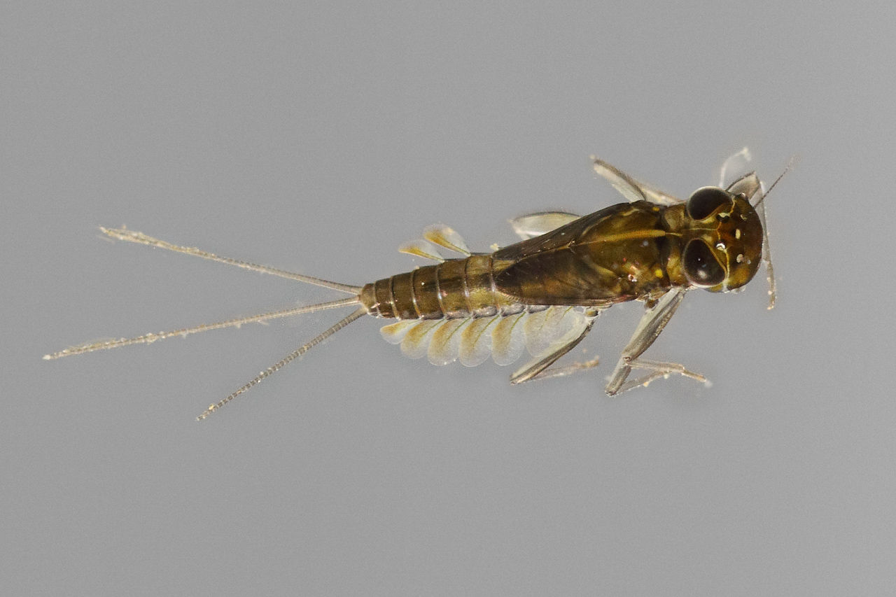 Hands-On Science - Stream Team