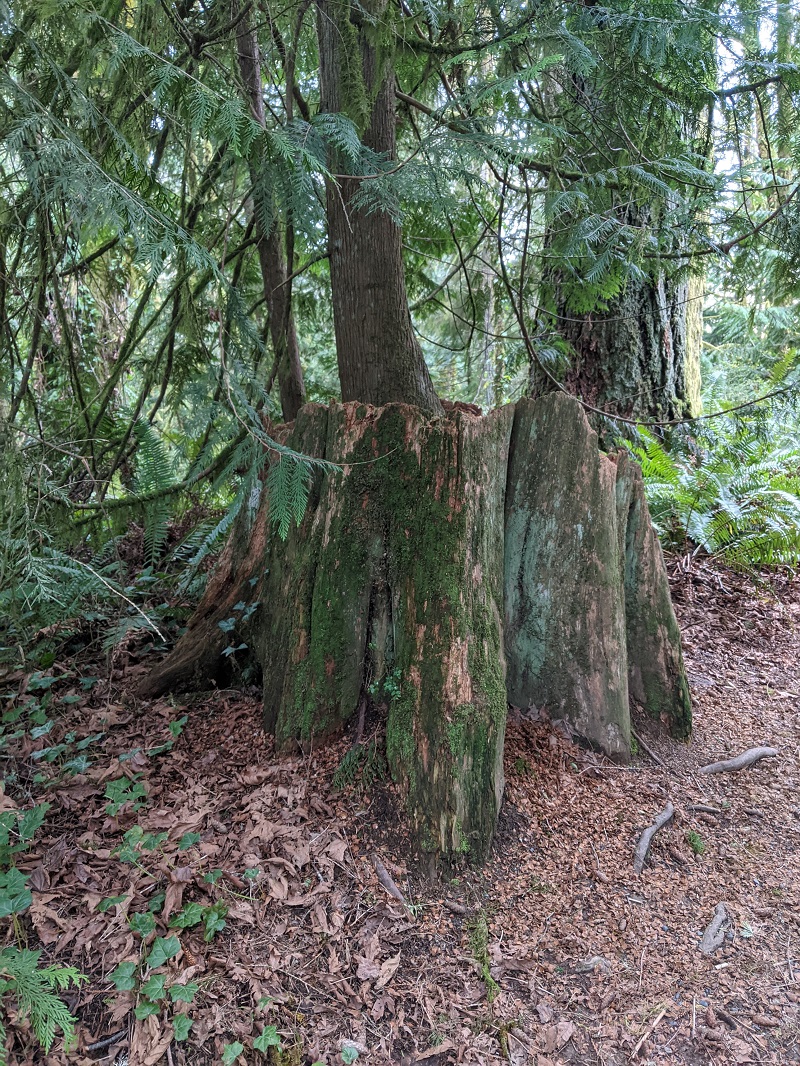 Squaxin Park (Priest Point Park): Ellis Cove Forest Trail - Stream Team