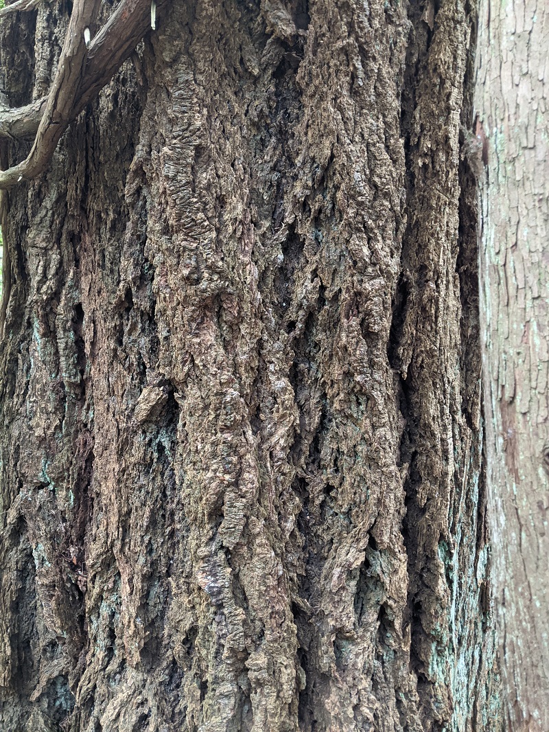 Squaxin Park (Priest Point Park): Ellis Cove Forest Trail - Stream Team