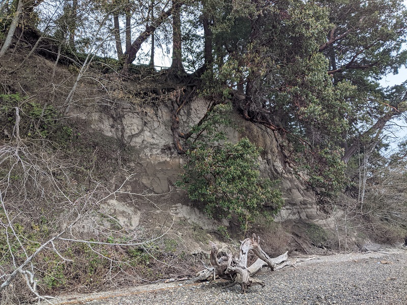 Squaxin Park (Priest Point Park) Flora Vista Beach Trail - Stream Team