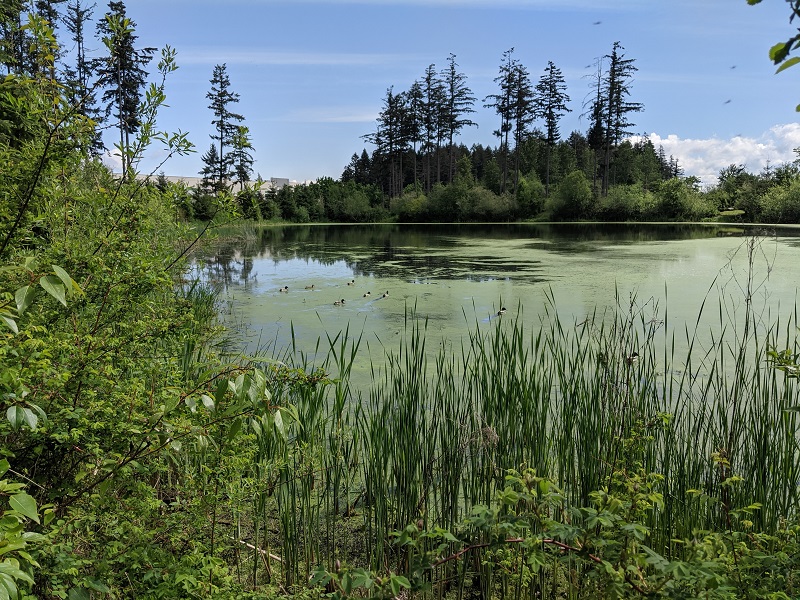 Hawks Prairie Ponds - Stream Team